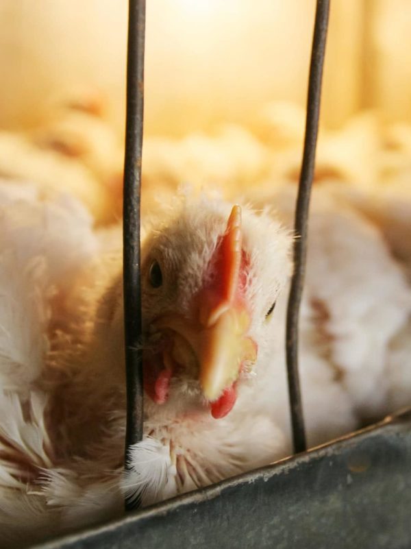 Chicken Bone Broth | Amy Myers MD