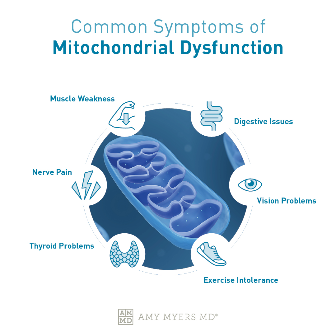 Why It’s Important To Maintain Mitochondrial Health – Amy Myers MD